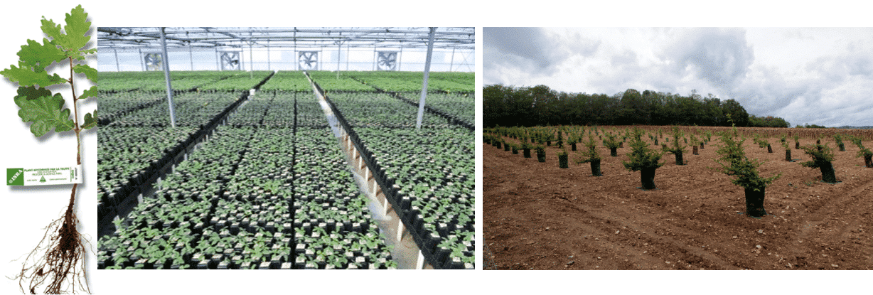 Truffle growing and the truffle industry - WETRUF