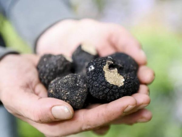 Comparaison des principales espèces de truffes - WETRUF