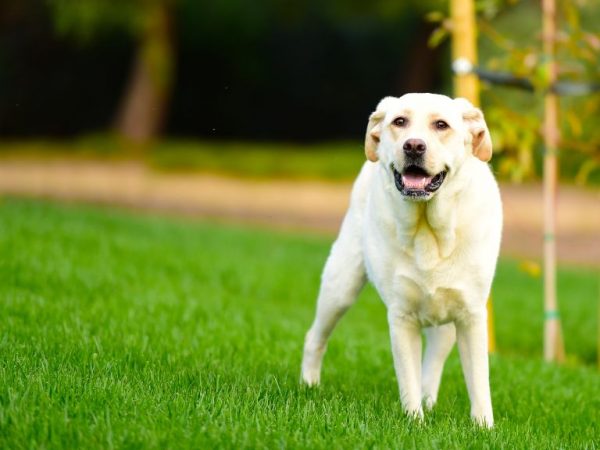 Quelle race de chien choisir pour récolter des truffes ? - WETRUF