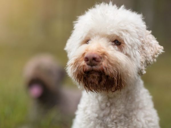 Quelle race de chien choisir pour récolter des truffes ? - WETRUF