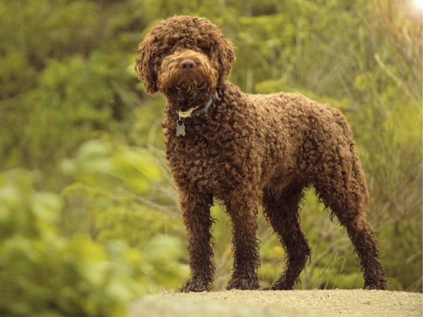 Quelle race de chien choisir pour récolter des truffes ? - WETRUF
