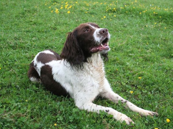 Quelle race de chien choisir pour récolter des truffes ? - WETRUF