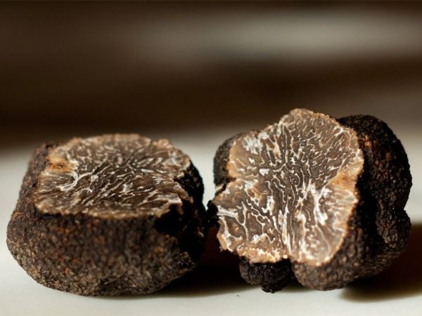 Histoire et culture de la truffe : traditions et évolution de la ...
